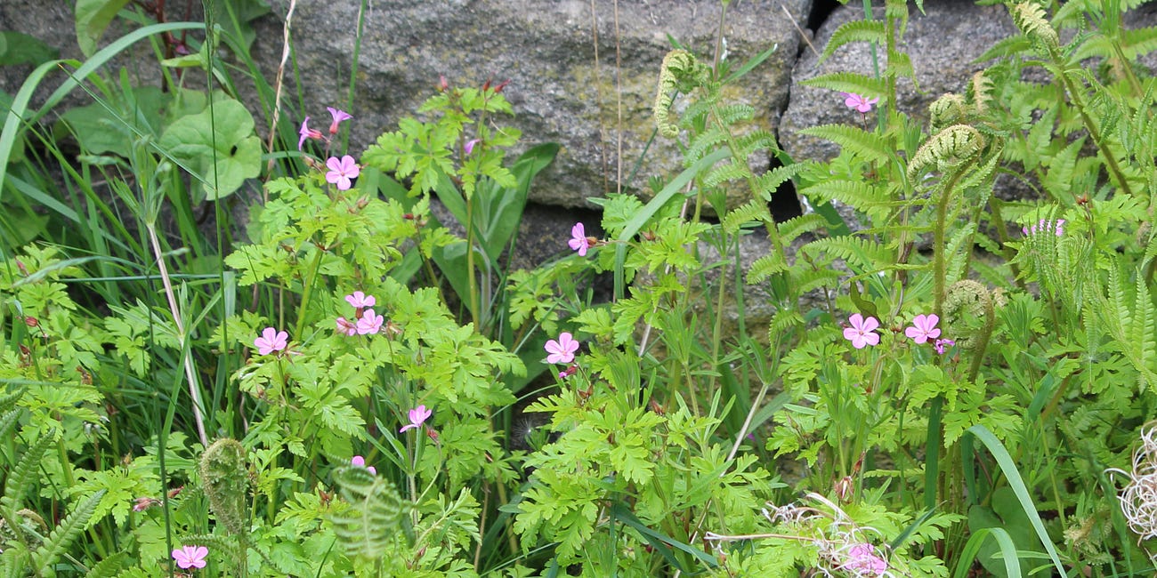 wild geranium bloom time