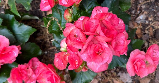 That's Marvelous! | Josh Gondelman | Substack