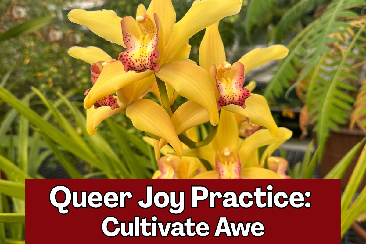 Cultivating Awe for Queer Resilience - by Dr. Kiki Fehling