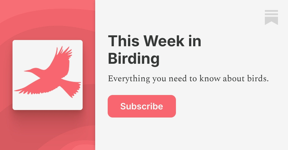 This Week in Birding | Bob Dolgan | Substack
