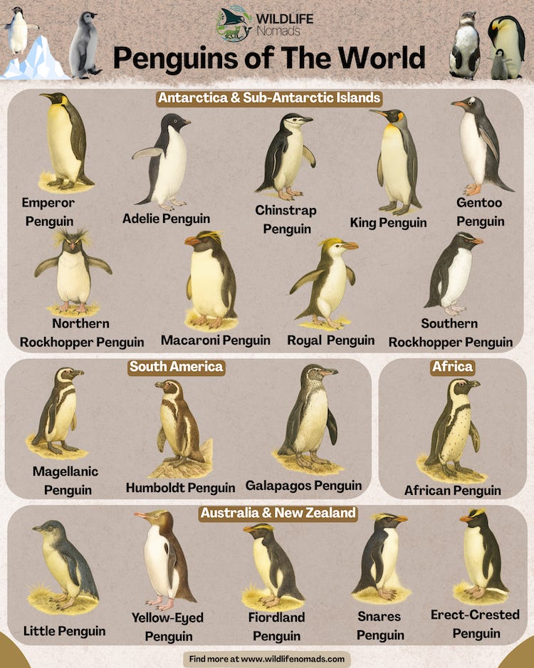 Meet the 18 Penguins of the World (Yes, There Are That Many!)