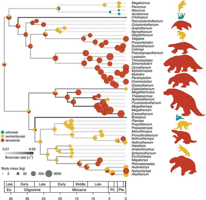 35 Million Years of Sloths & How Giants Rose and Fell