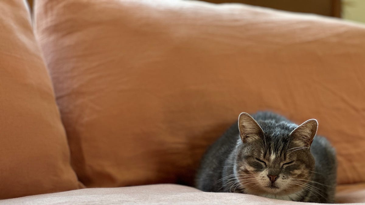 Have You Heard That I Am a Real Wreck?