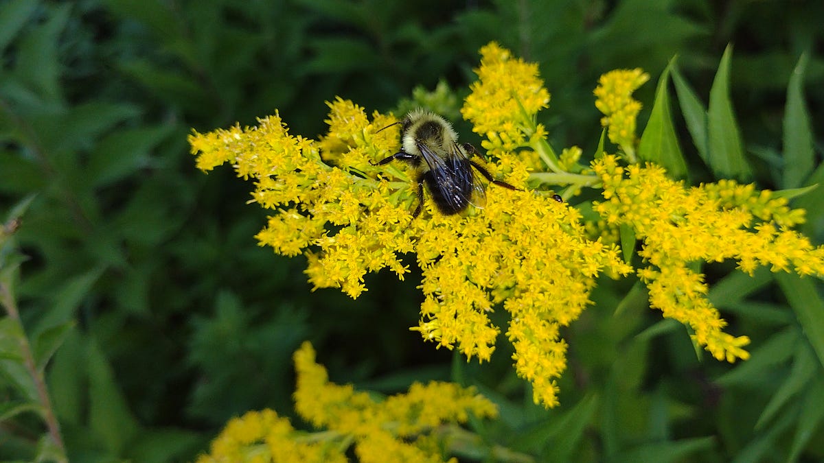 Asters and goldenrod - by Will Walker - Will’s Substack