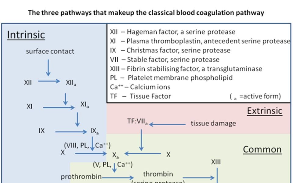 Labs for workup of easy bleeding or bruising