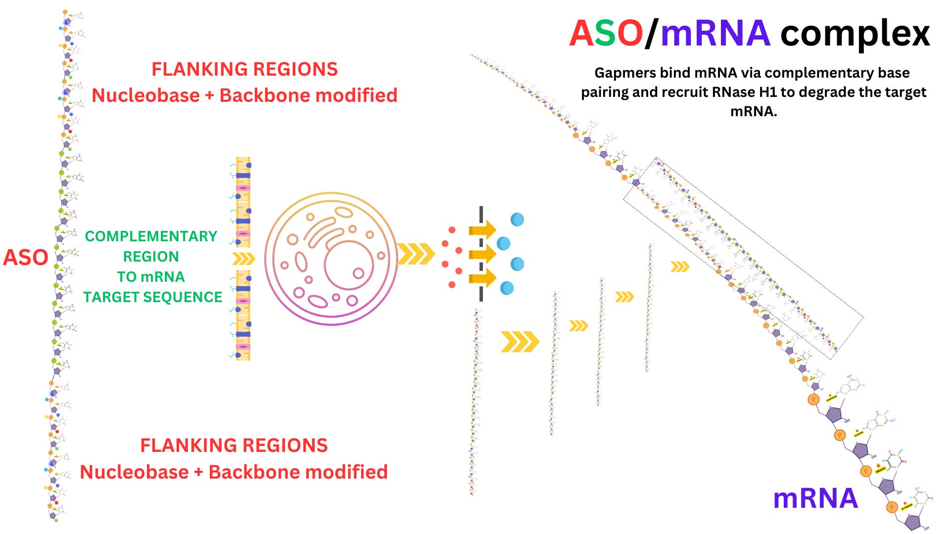 Understanding RNA-Based Therapies: From Antisense Oligonucleotides to mRNA