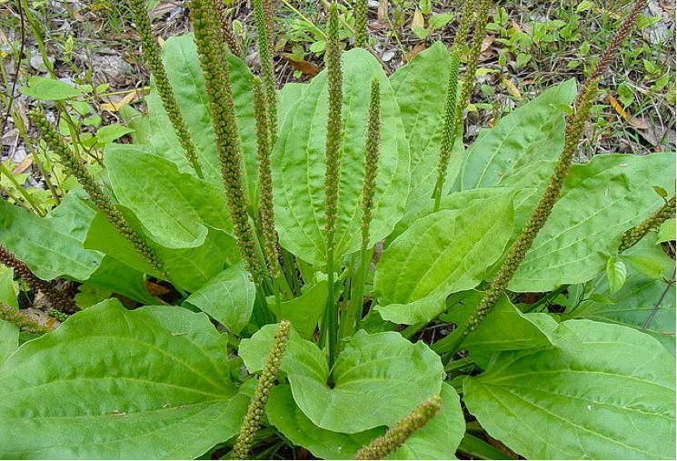 Plantain (Plantago major): Healing Benefits, History, and How to Use ...