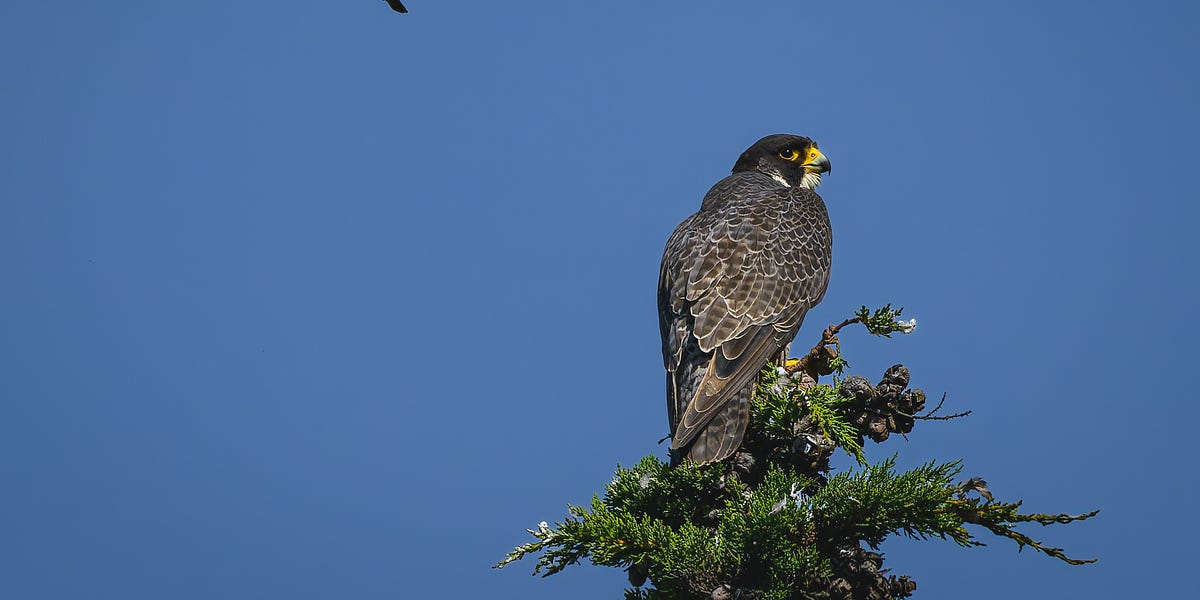 Peregrine Falcon and Hummingbird - by David Chamberlin