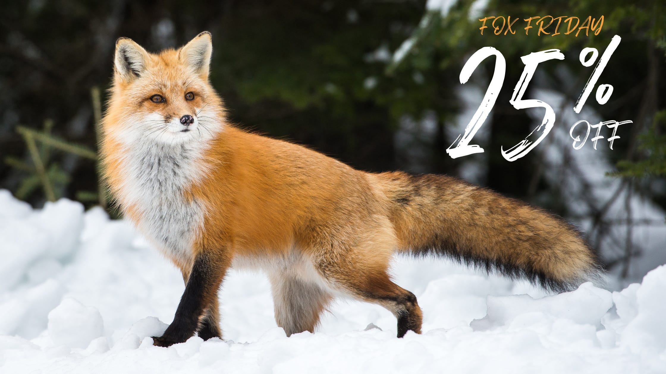 HUGE FOX FRIDAY SALE! - Protect the Wild