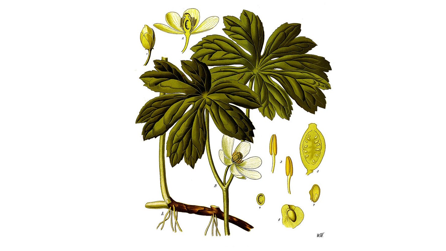 Medicinal Plants in Dermatology: Podophyllotoxin