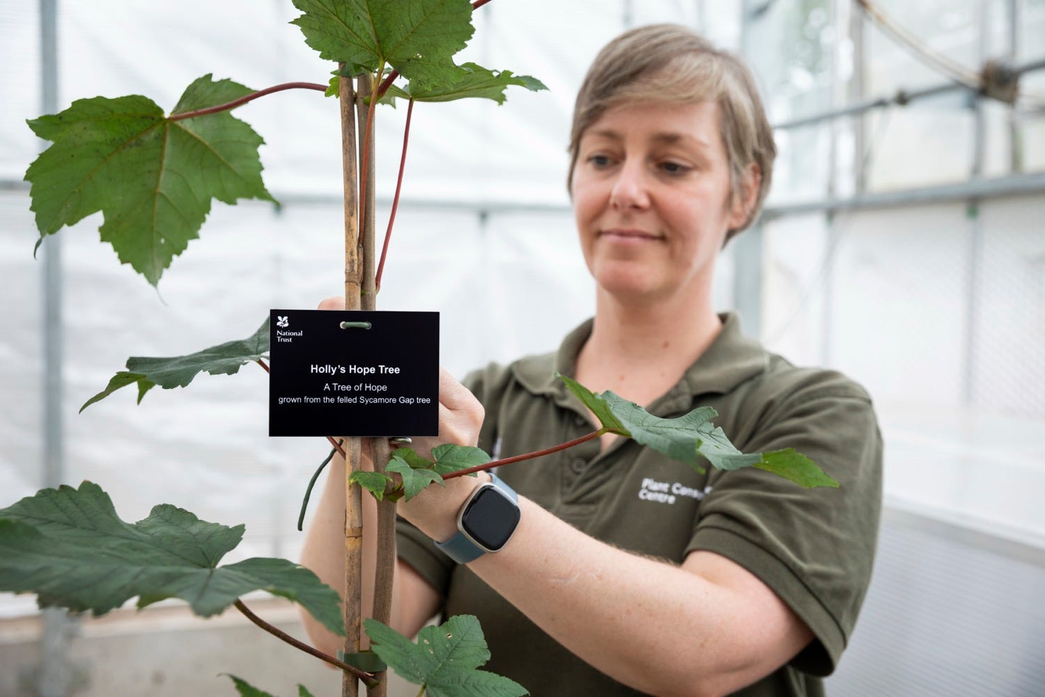New life for Sycamore Gap as Tree of Hope saplings planted across the ...