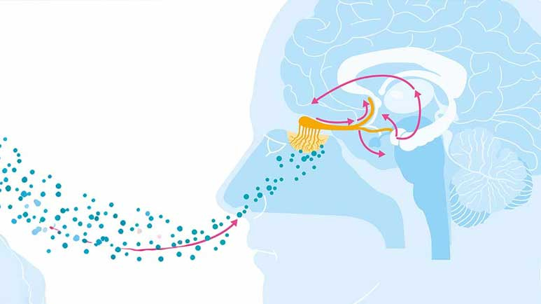 How Does the Brain Interpret Aromas as Taste? A Recent Study Provides a ...