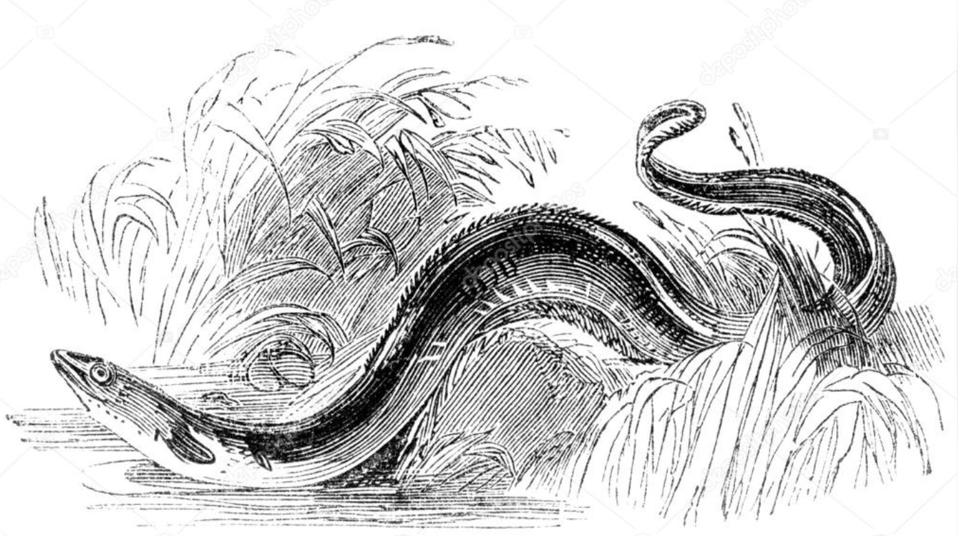 The Eels of Lough Neagh - by Patrick Laurie