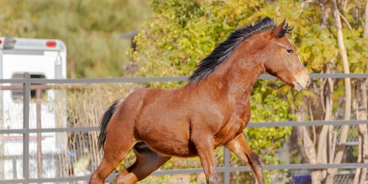 English vs. Western Riding: What’s the Difference?