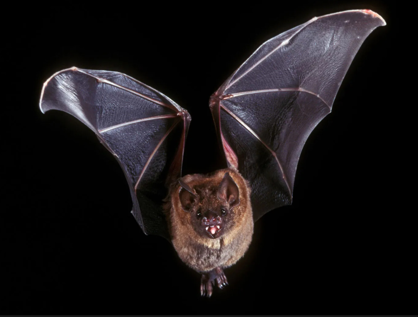 Bats: the pathologization of a pathogen-carrier
