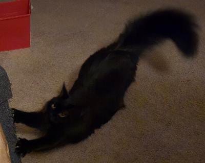 🐱 What is Your Coonie Thankful For? - The Maine Coon Blog