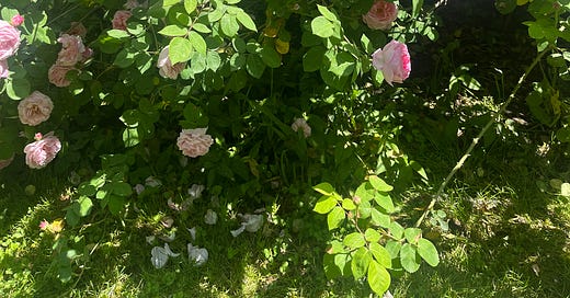 Sean Mullen | Substack