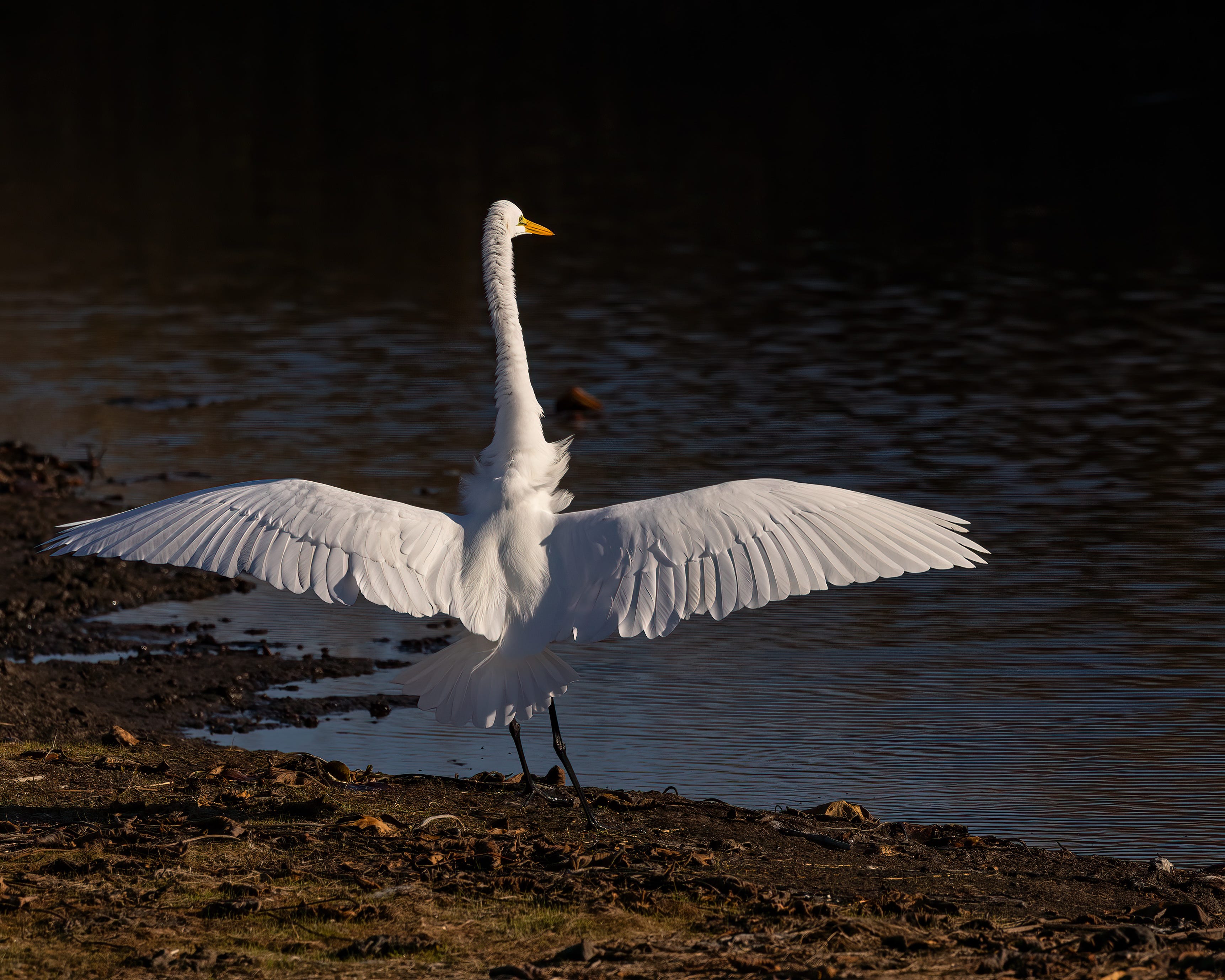 Manatees and Motorcycles - by Bill Davison - Easy By Nature