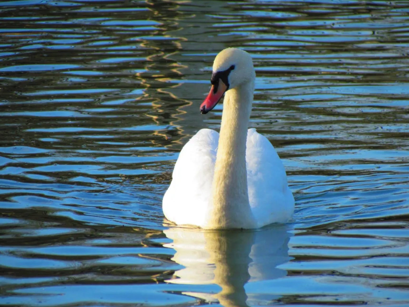 Swans in The Dean's Watch