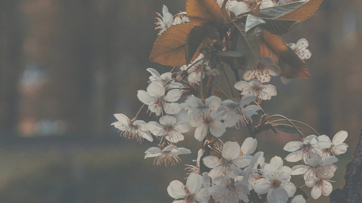 Ritual: Attuning to the First Light - A Liminal Embrace