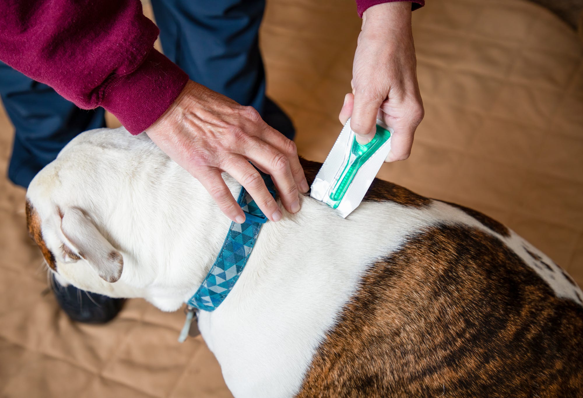 Why Flea Infestations can Be Deadly for Stray Dogs