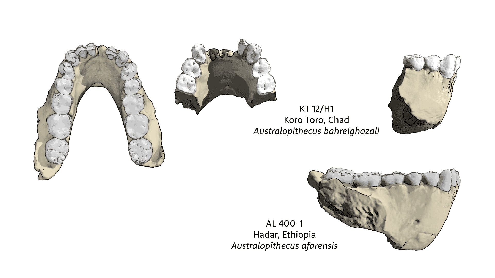 Guide to Australopithecus species - John Hawks