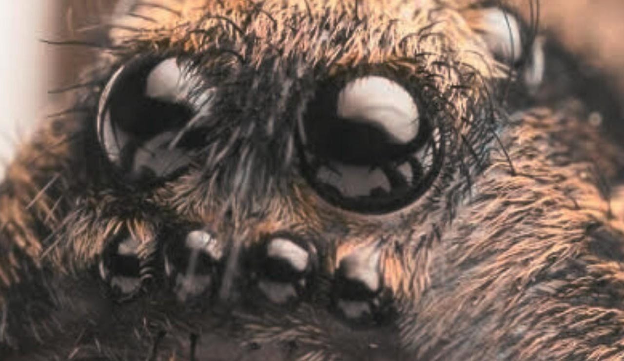 Charlie Walls | Substack