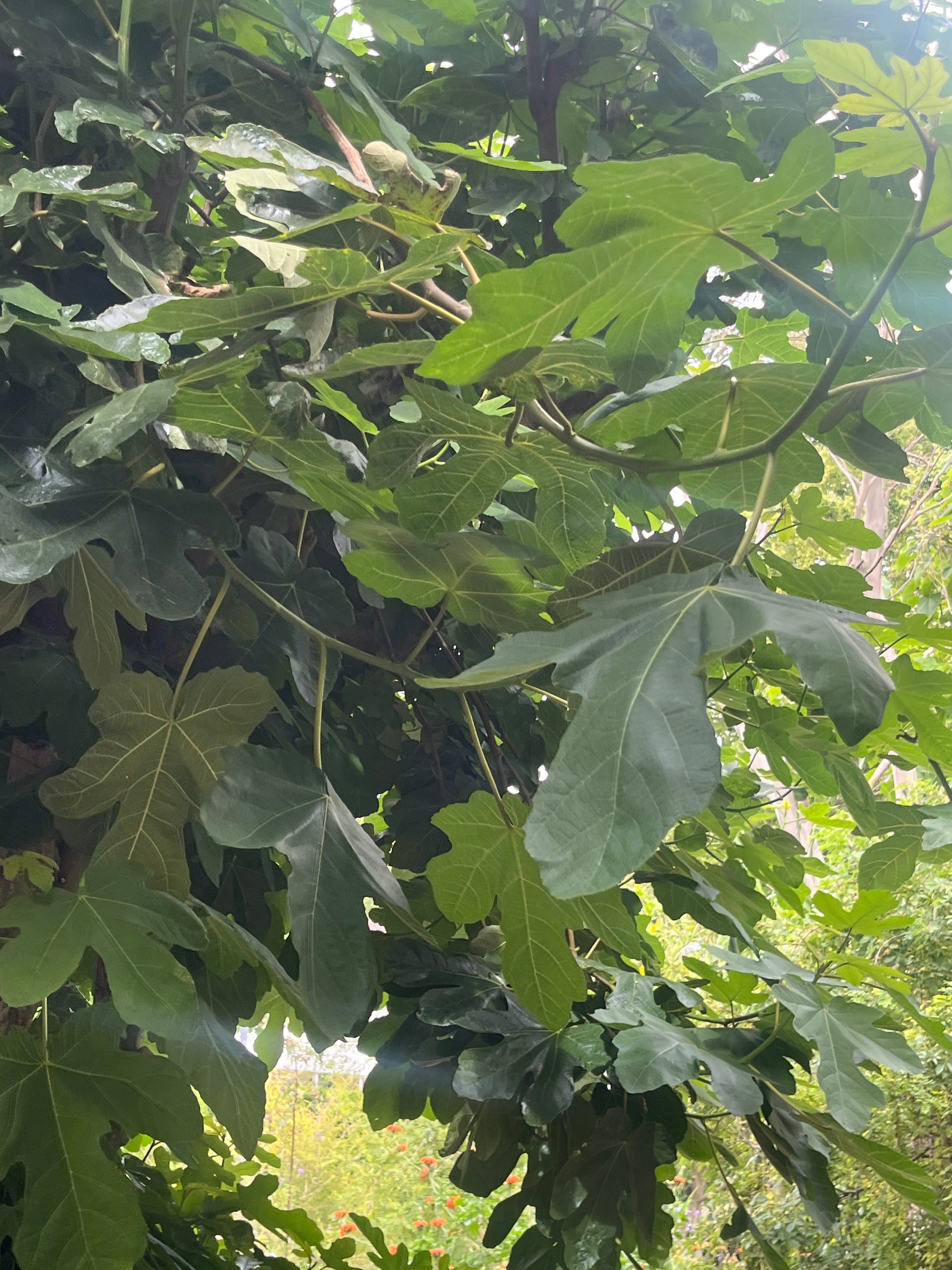 Kitchen Project #107: All about Fig Leaves - by Nicola Lamb