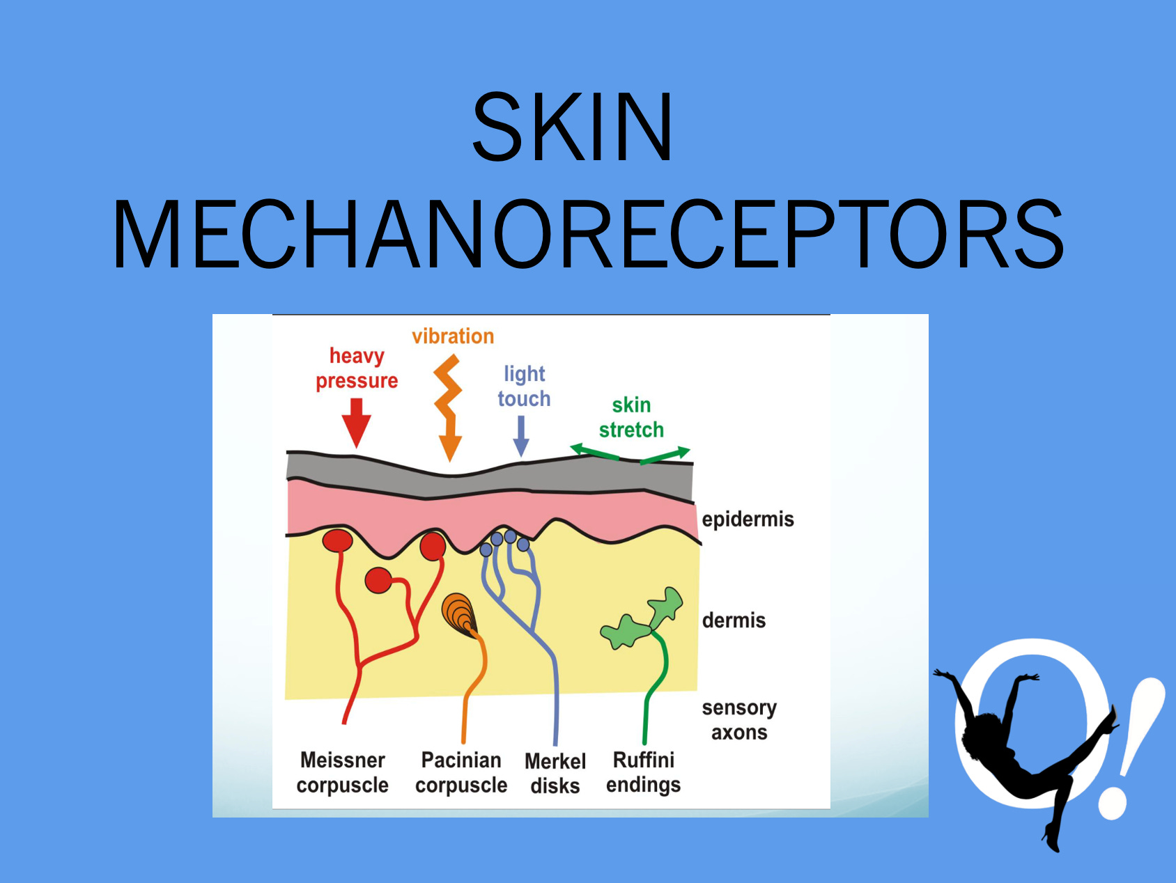 Female PELVIC and VULVAR ANATOMY - by Lauren Streicher MD