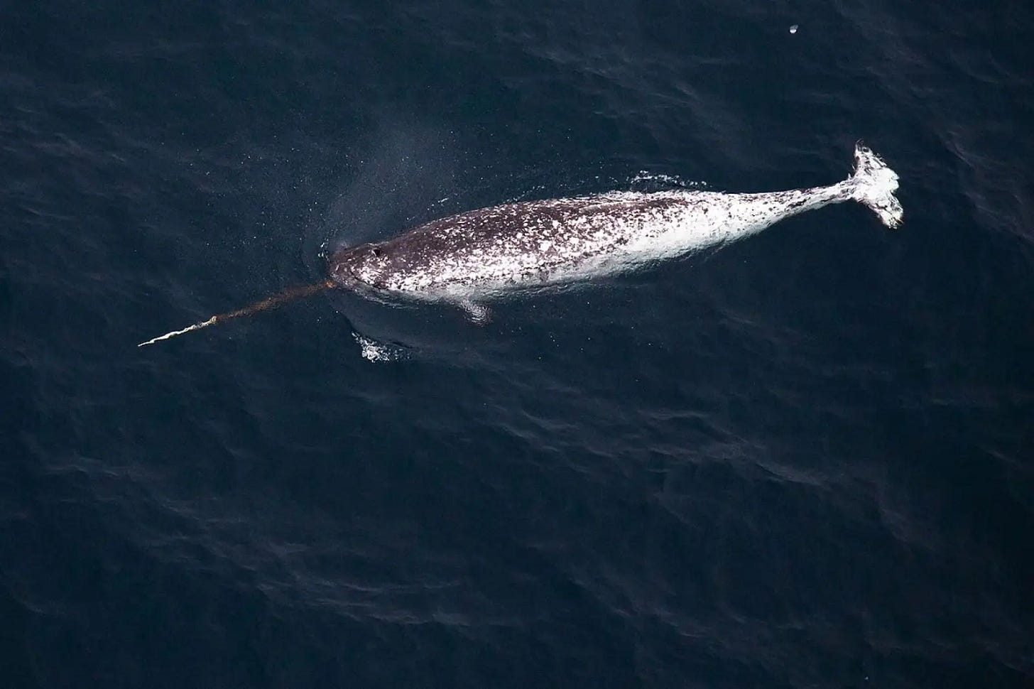 The Narwhal: The Mysterious Unicorn of the Arctic