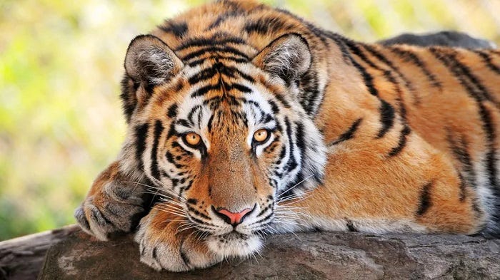 88 Tiger Quotes Encourage Confidence in Every Challenge