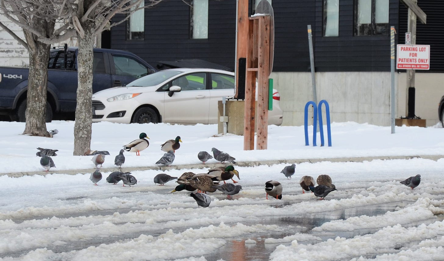 VICKERS: Early April on the Miramichi - by John Vickers