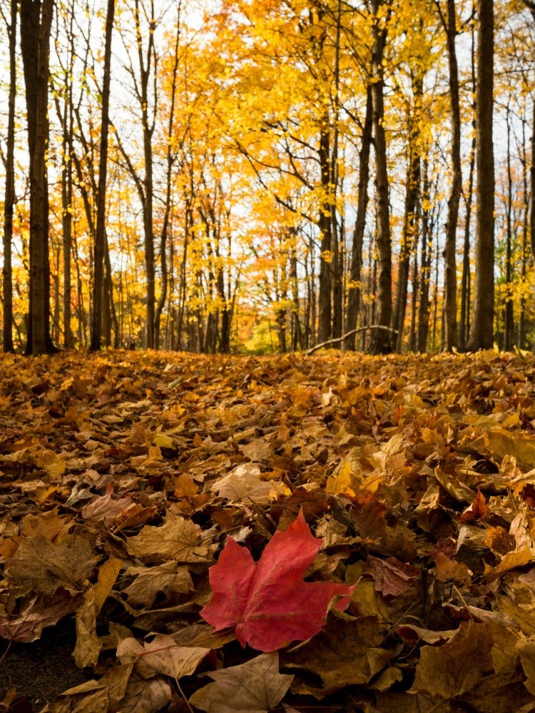 Embracing Grace: Hope - by Shelley Johnson