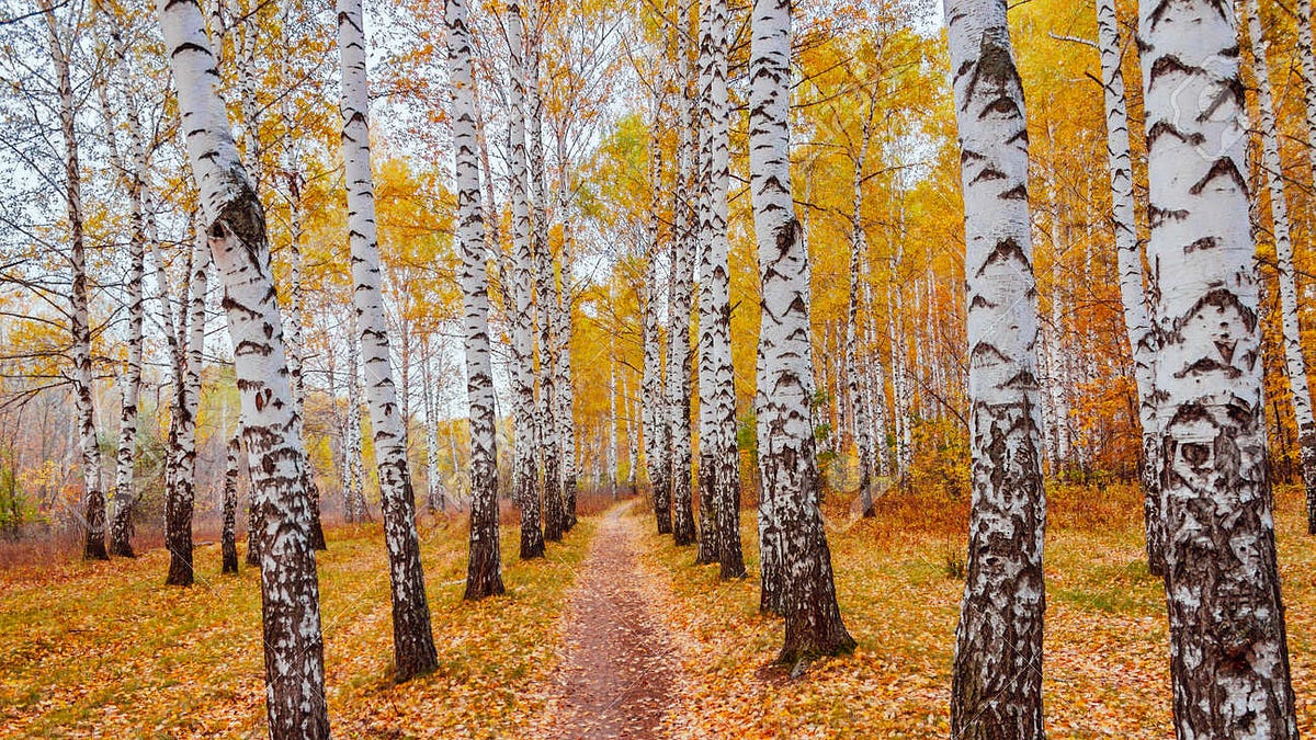 En un bosque de abedules - by Claudio Pérez-Oliva