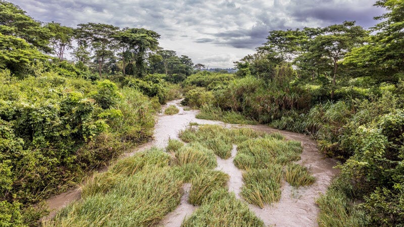 Swedfund invests €15m to scale nature-based climate projects in Africa ...