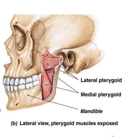 The Pterygoids - Vitae Aether