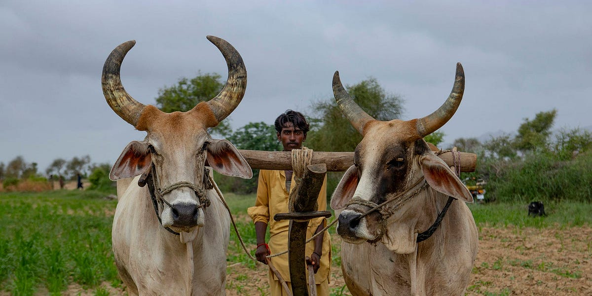 Holy Yoke! How Ancient Farming Tools Can Unplug You from Social Media