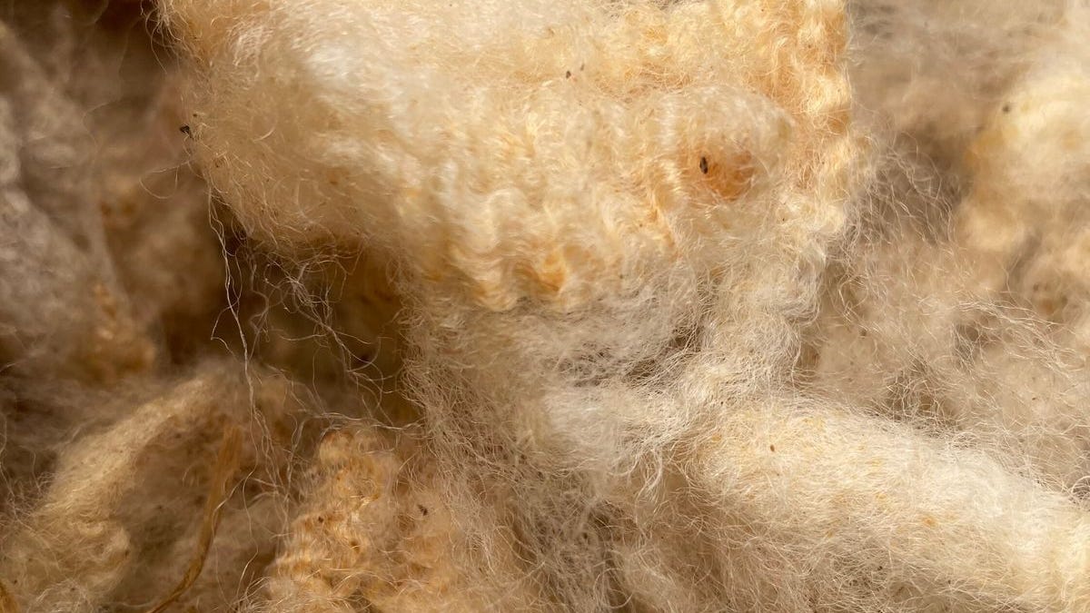 Sheep Shagger: What Becomes Punishable and What Becomes Punchline