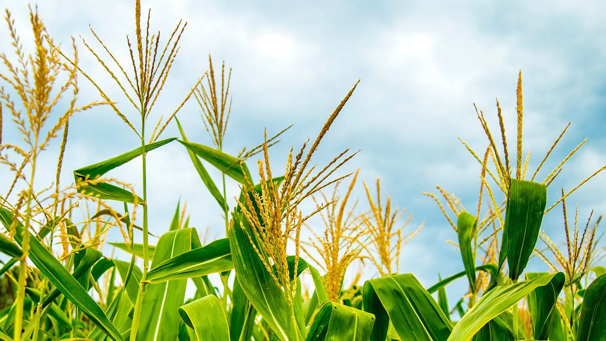 Corn Rally Faces Brazil Drought Test as Safrinha Risks Rise