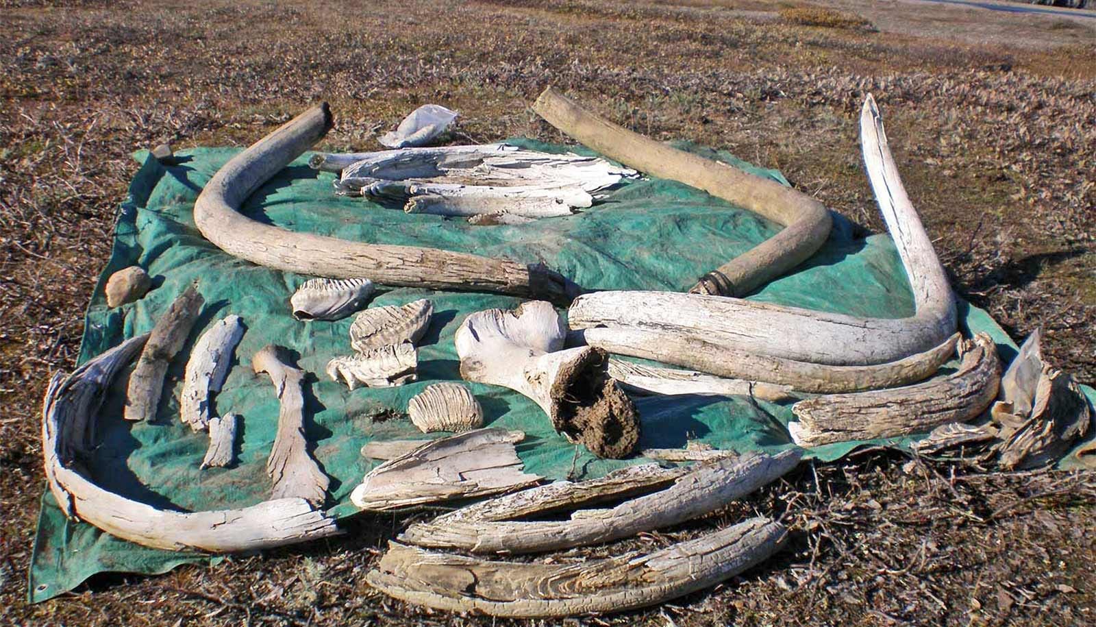 Permafrost & Rockhounding: Alaska’s Frozen Treasure Chest