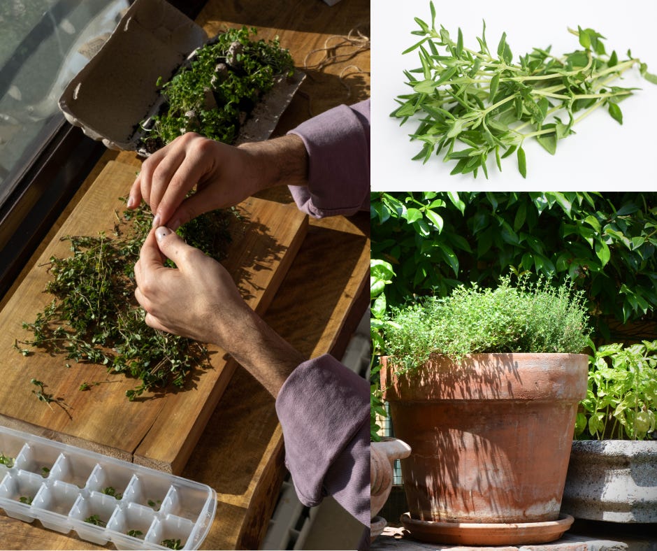 Medicinal Benefits of Common Culinary Herbs: Parsley, Sage, Rosemary ...
