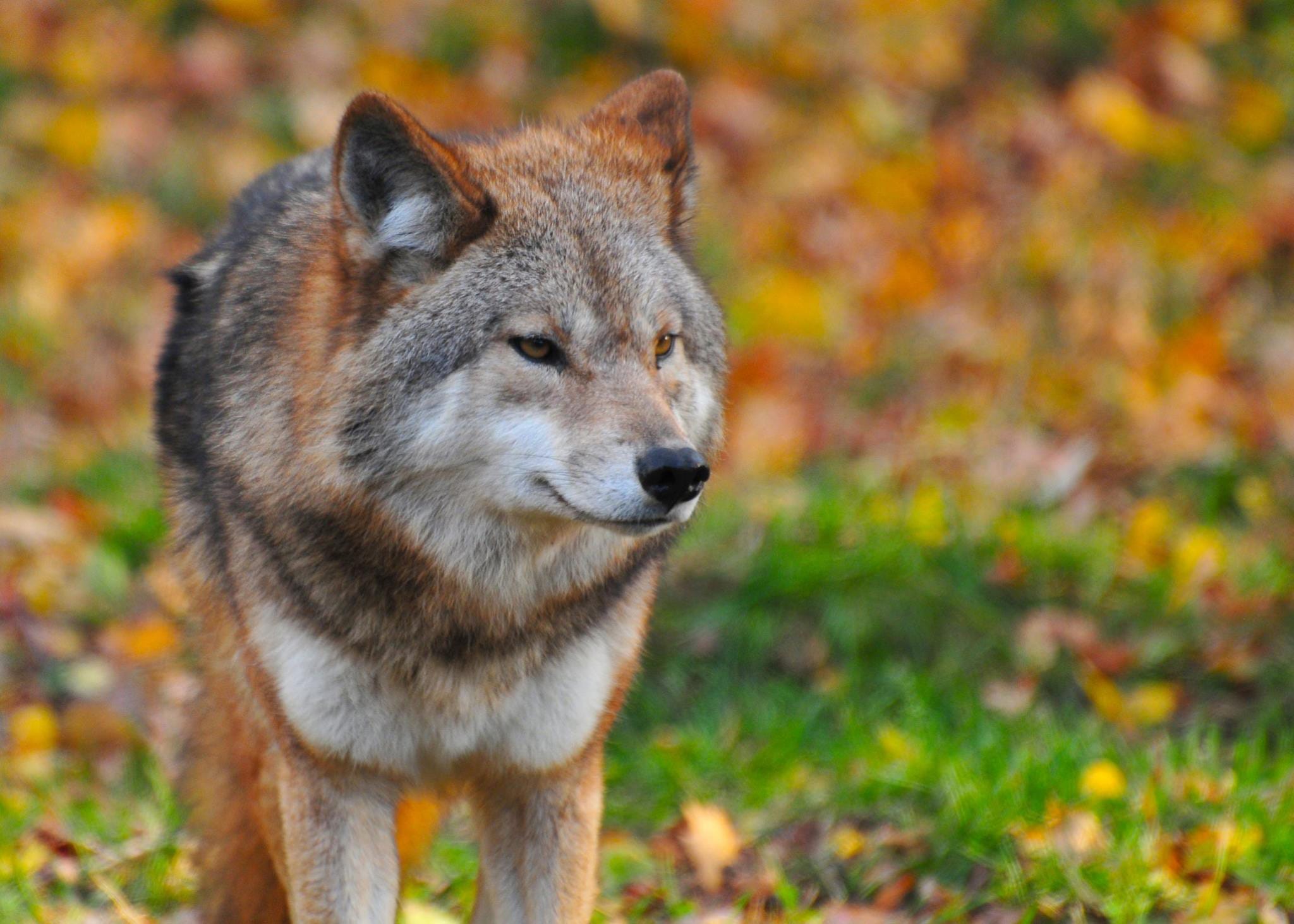 Wolf (Bozkurt): The Ancestral Symbol of Courage and Origin in Turkic ...