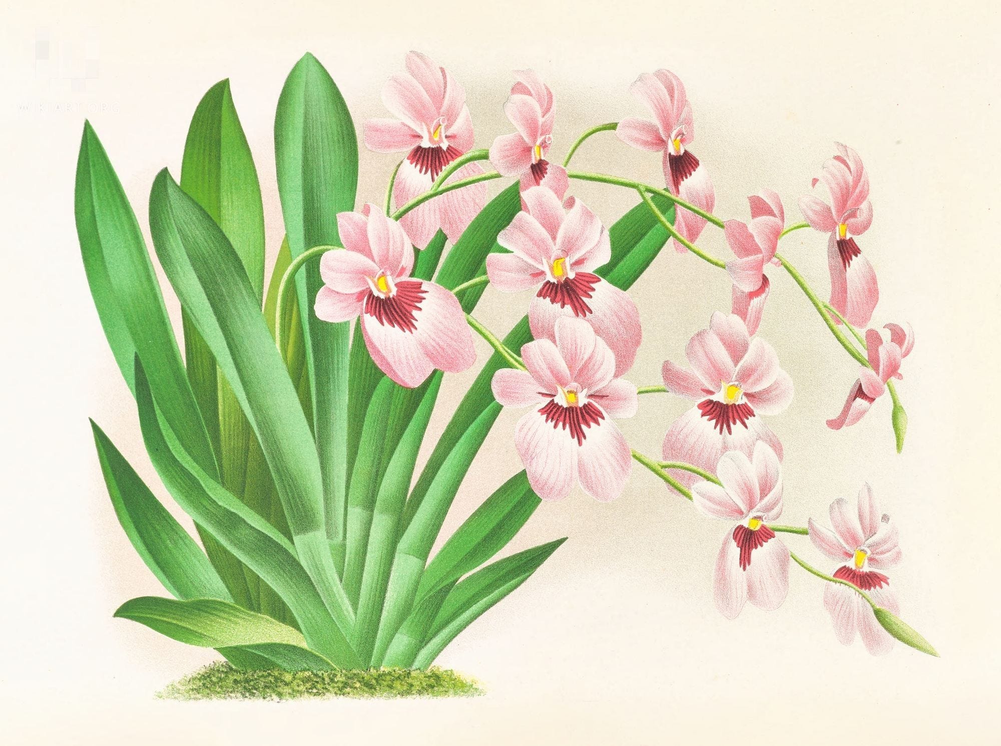 The Orchid Hunters - by Mai Redding