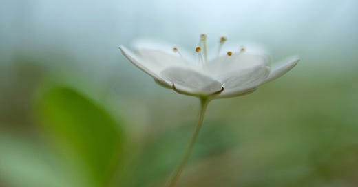 FLOW : Letters from the moss | Michela Griffith | Substack