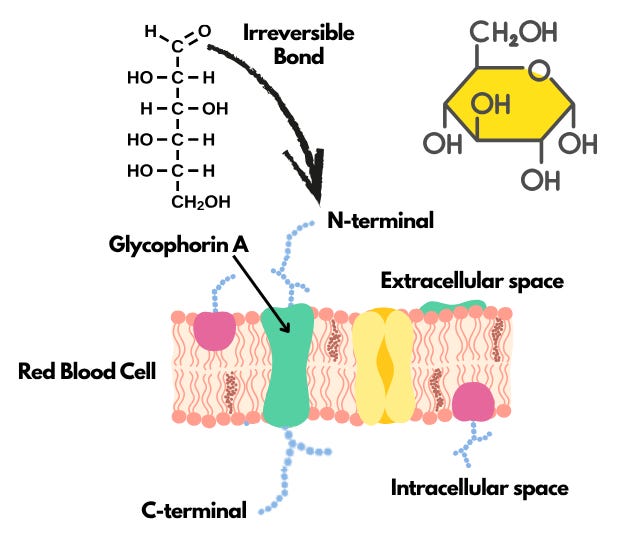 Glycophorin A: The Protein That Keeps Your Blood Flowing