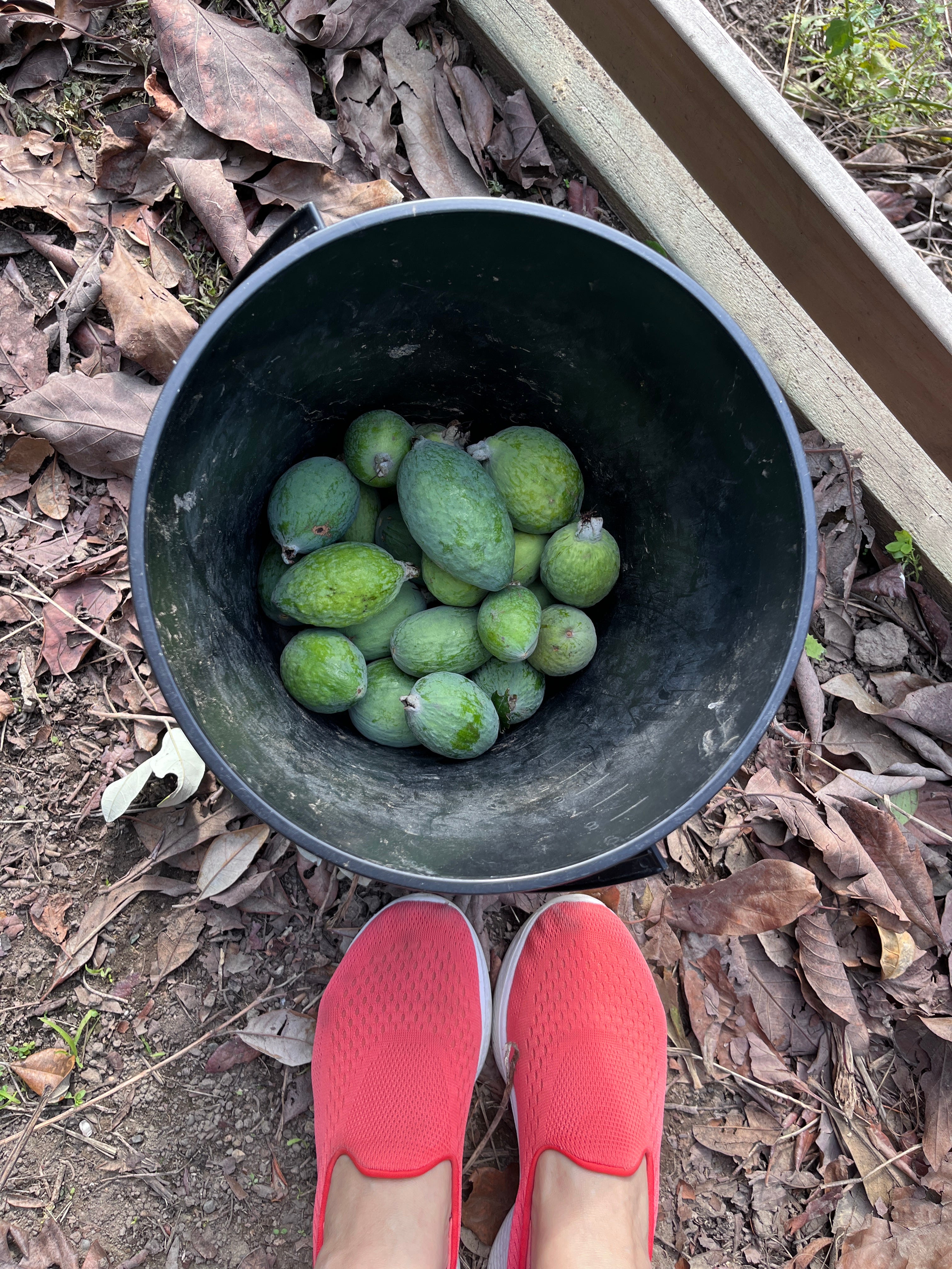 Lady Dior goes out to lunch - Fiona Ferris Books