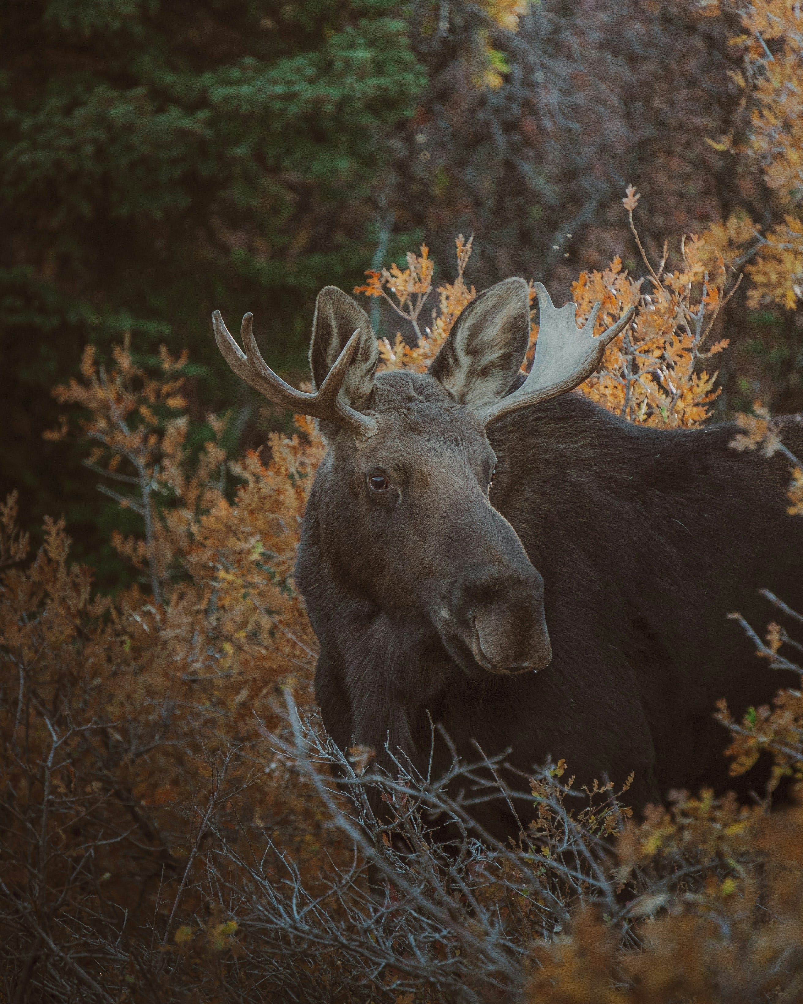 Moose: Northern Naturalist #42 - by Dave Benson