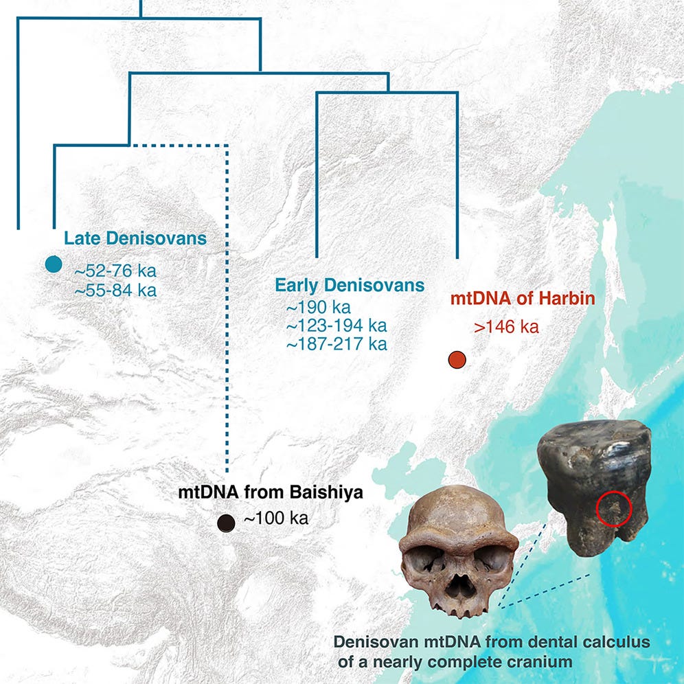 Dragon Man Unmasked: How a Century-Old Skull Rewrites Denisovan History