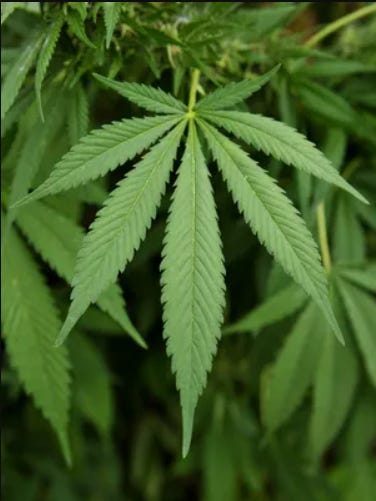 The Spread of Marijuana Policies in California Cities: A Tale of ...