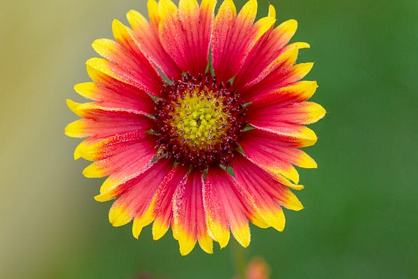 Toad and Sage | Amy Prentice | Substack